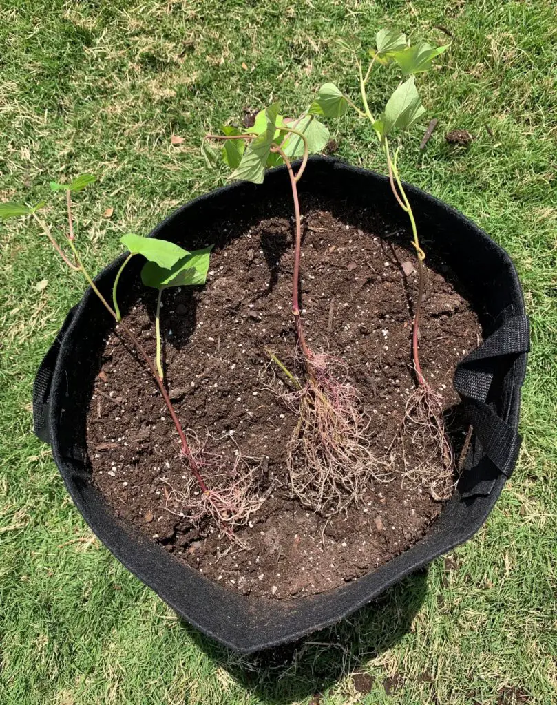 How to Grow Epic Sweet Potatoes in Containers or Beds! - Okra In My Garden