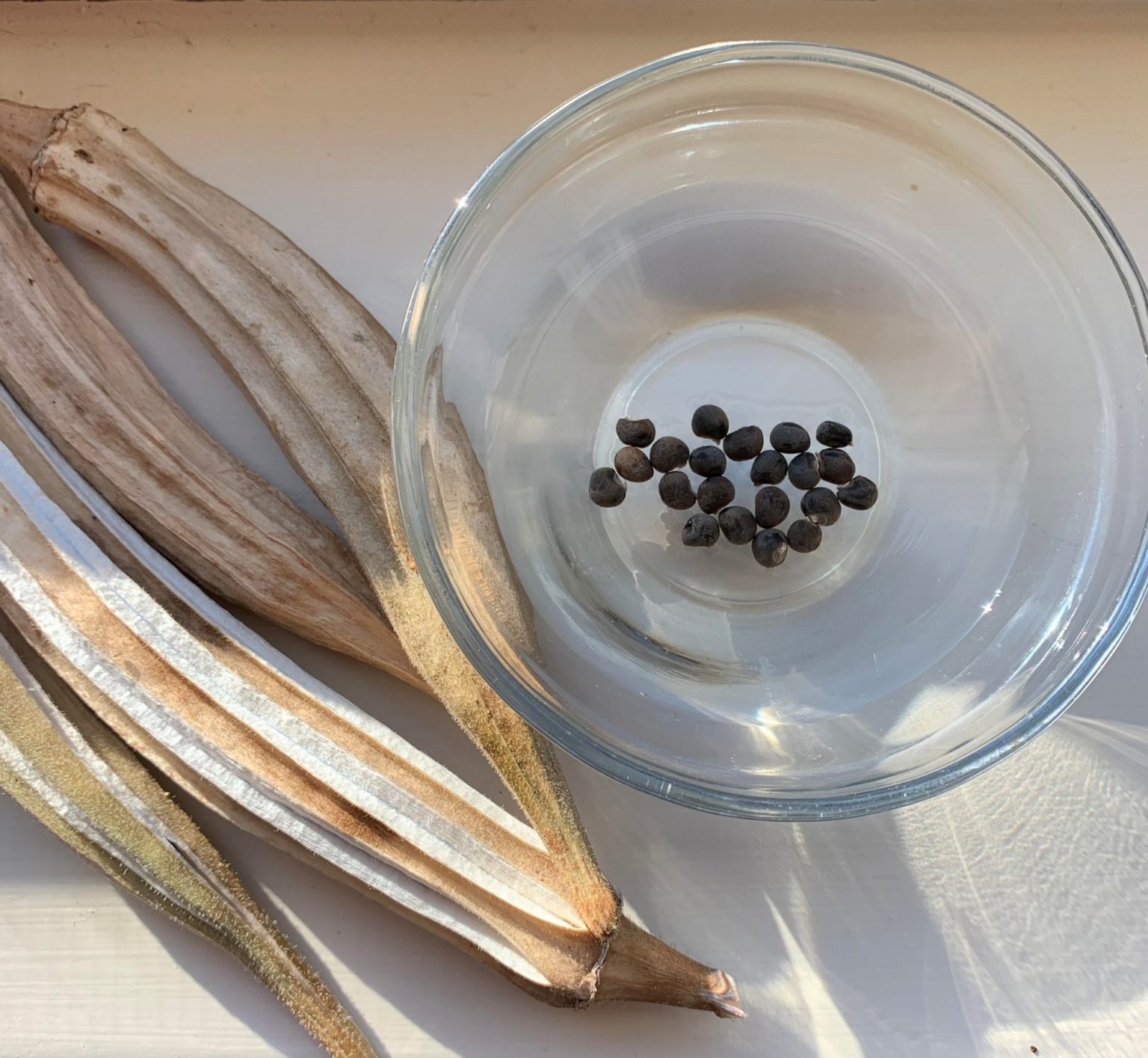 Seed Scarification: 3 Ways to Increase Germination - Okra In My Garden