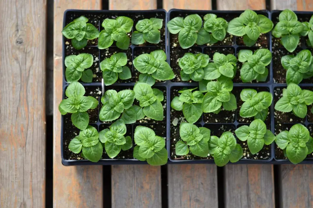 How to Refresh and Reuse Container Soil in 5 Easy Steps - Okra In My Garden