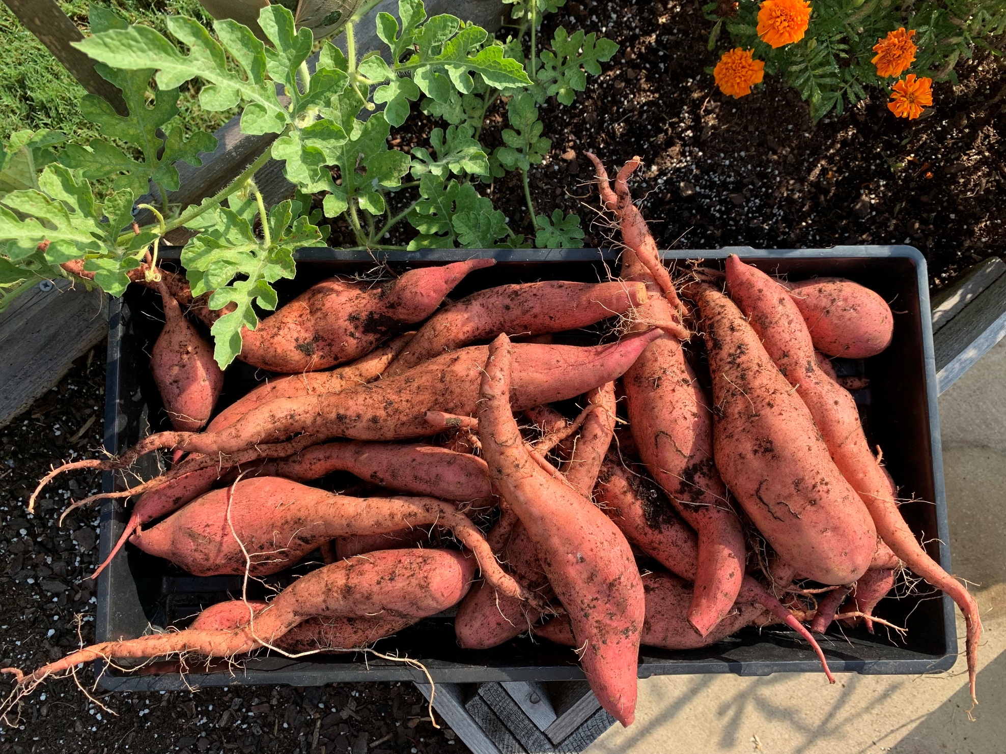 What's the Difference Between Yams and Sweet Potatoes? - Okra In My Garden