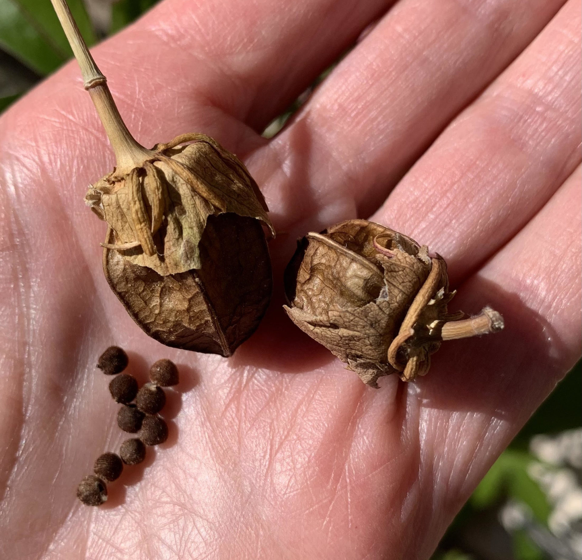 How to Grow Texas Star Hibiscus - Okra In My Garden
