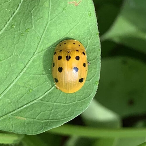Squash Beetles: How to Identify and Treat - Okra In My Garden