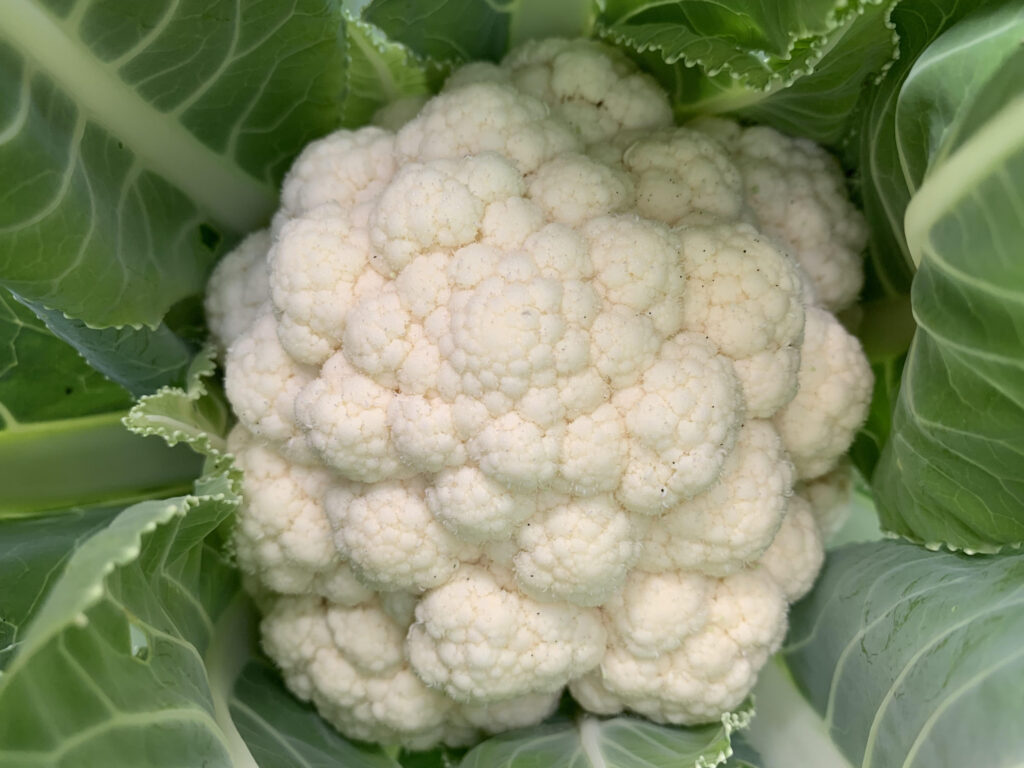 How to Grow Cauliflower in Beds or Containers - Okra In My Garden