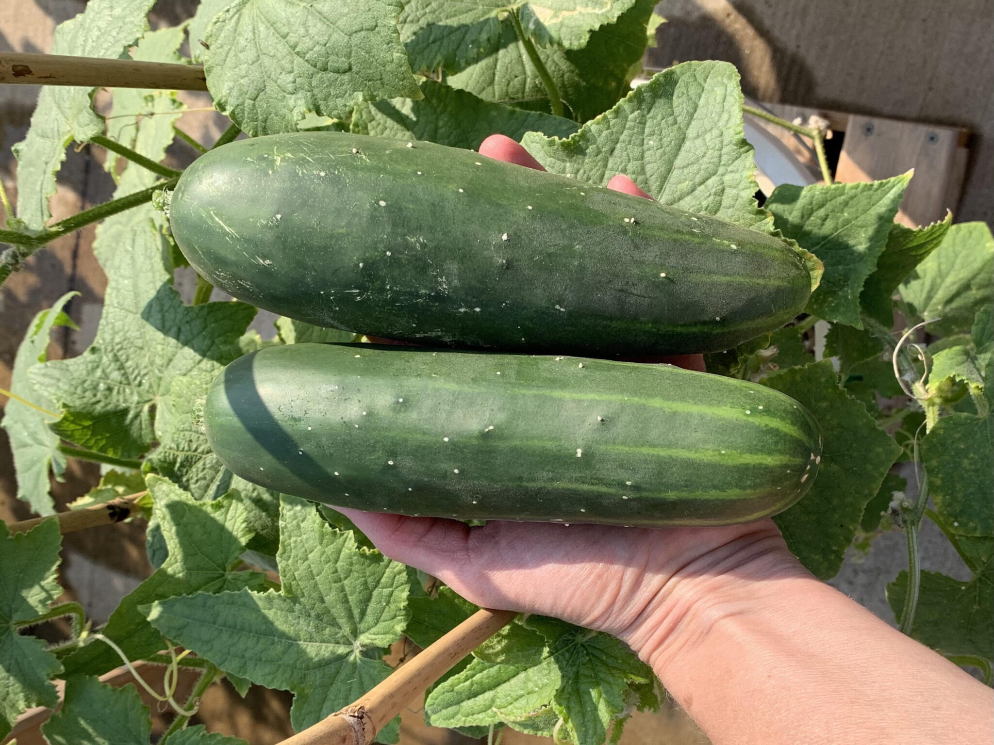 6 Reasons Why Cucumbers are Deformed - Okra In My Garden