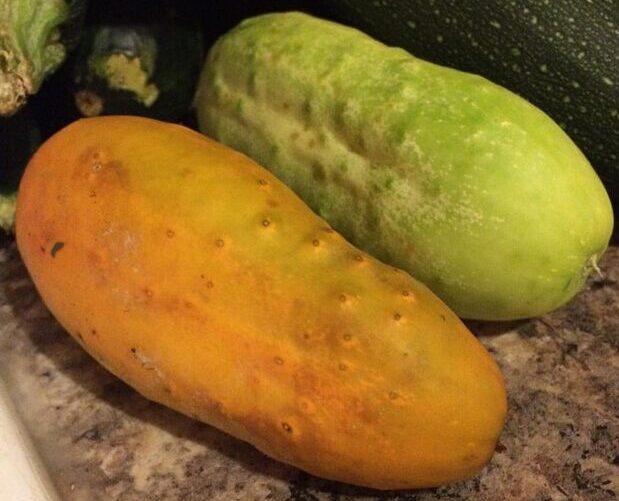How to Save Cucumber Seeds - Okra In My Garden