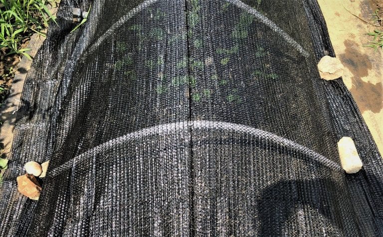 How to Choose the Best Shade Cloth - Okra In My Garden