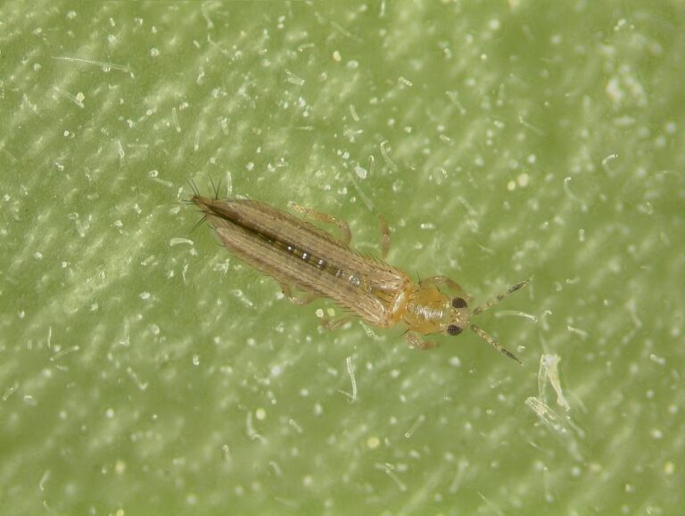 Thrips: How to Quickly Identify and Treat - Okra In My Garden