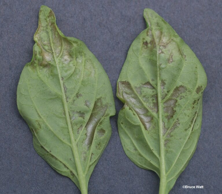Thrips: How to Quickly Identify and Treat - Okra In My Garden