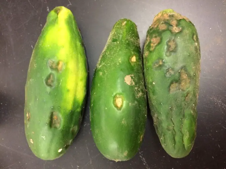 Anthracnose Fungal Disease: How to Identify and Treat - Okra In My Garden