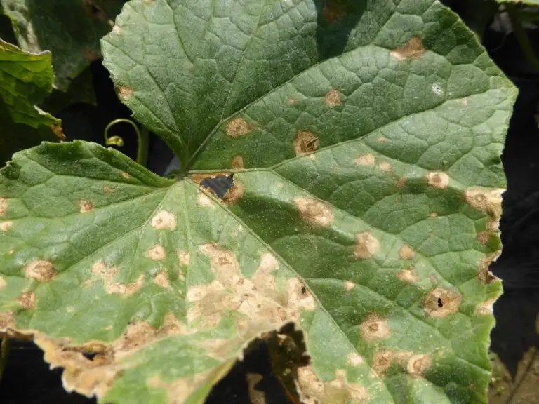 Anthracnose Fungal Disease: How to Identify and Treat - Okra In My Garden