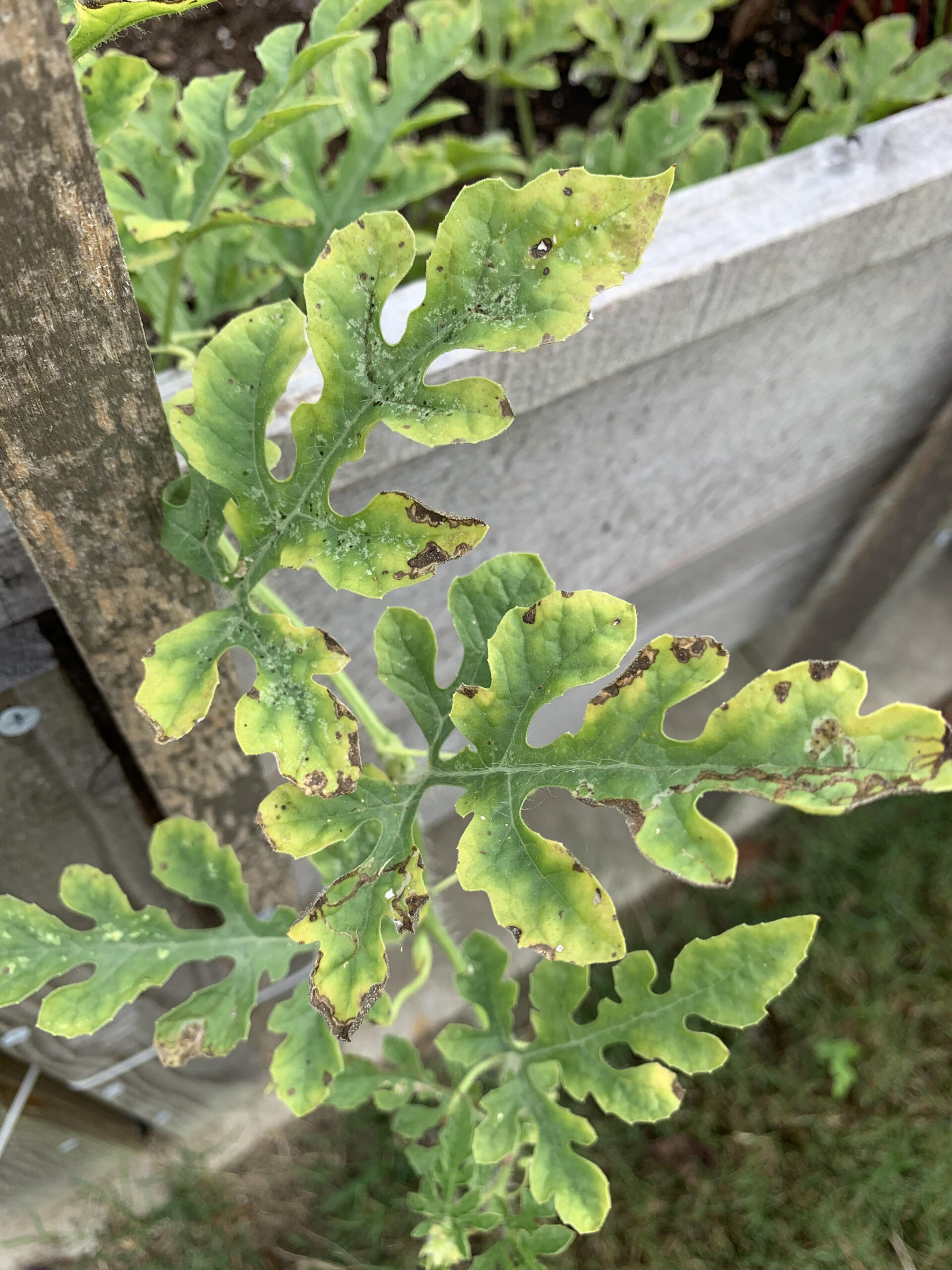 Anthracnose Fungal Disease: How to Identify and Treat - Okra In My Garden