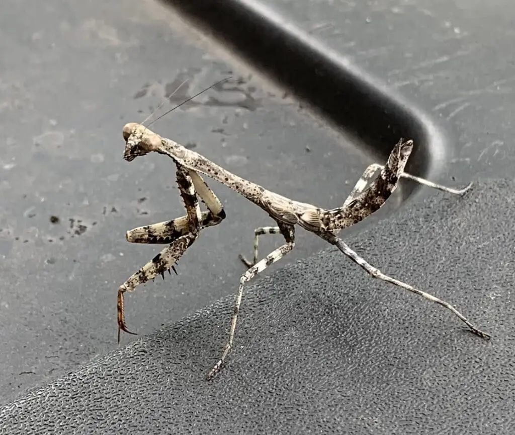 Praying Mantis: What You Need to Know - Okra In My Garden