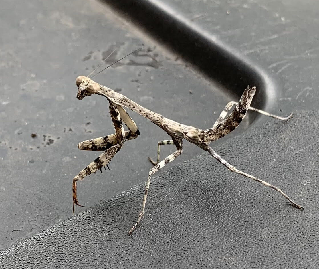 Praying Mantis: What You Need to Know - Okra In My Garden