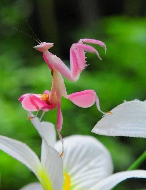 Praying Mantis: What You Need to Know - Okra In My Garden