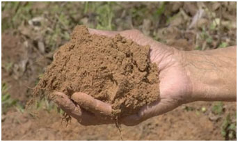 4 Soil Types and What Grows Best in Each - Okra In My Garden