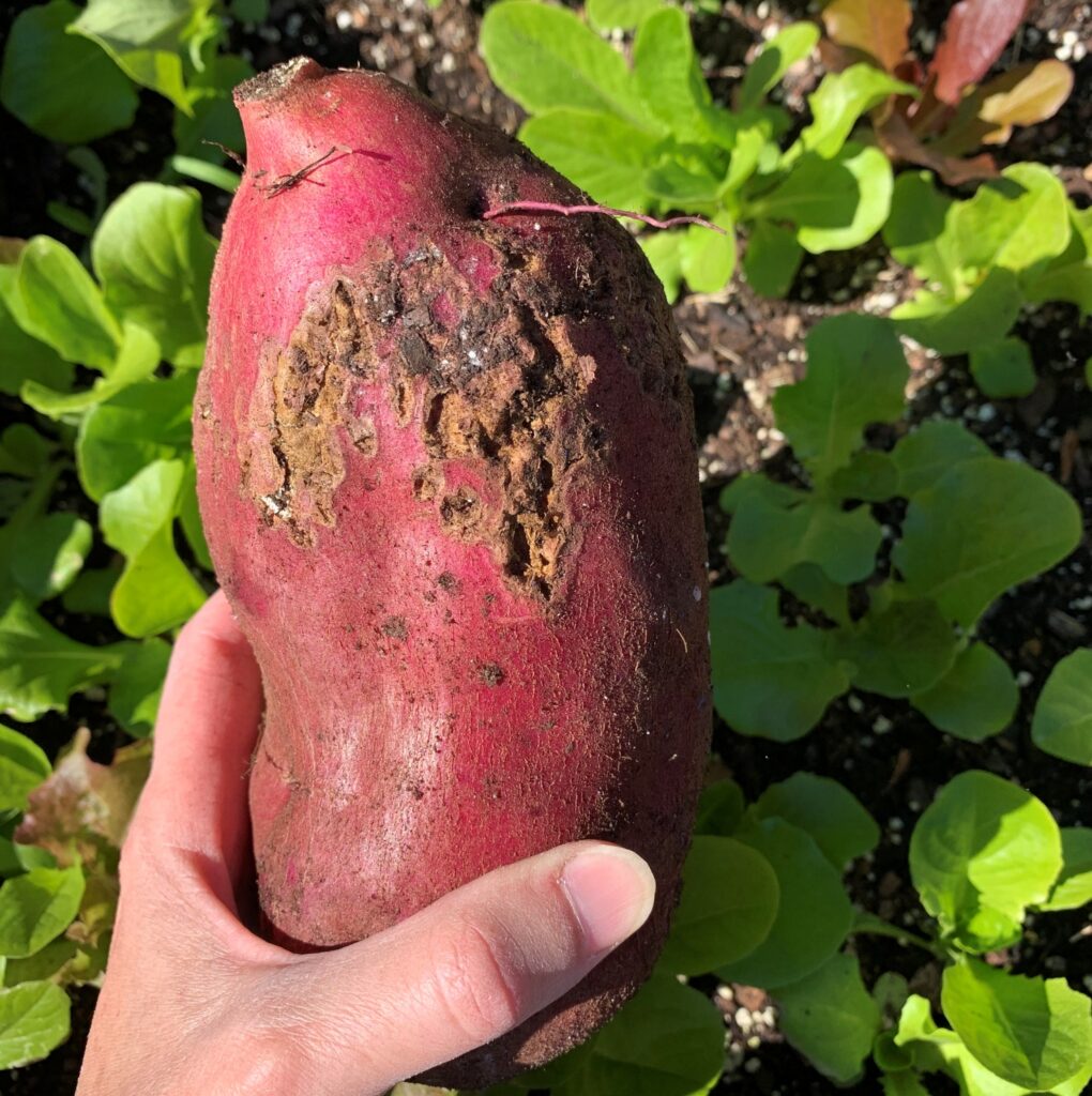 Sweet Potatoes: 4 Reasons They Crack and How to Prevent - Okra In My Garden