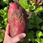 Sweet Potato Weevils: How to Identify and Treat - Okra In My Garden