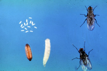 Cabbage Root Maggots: How to Identify, Control, and Prevent - Okra In ...