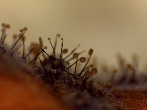 Sweet Potato Black Rot: How to Identify and Manage - Okra In My Garden