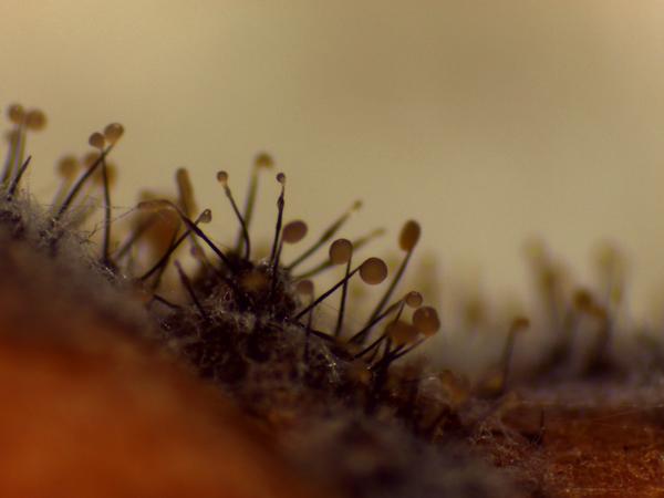 Sweet Potato Black Rot: How to Identify and Manage - Okra In My Garden