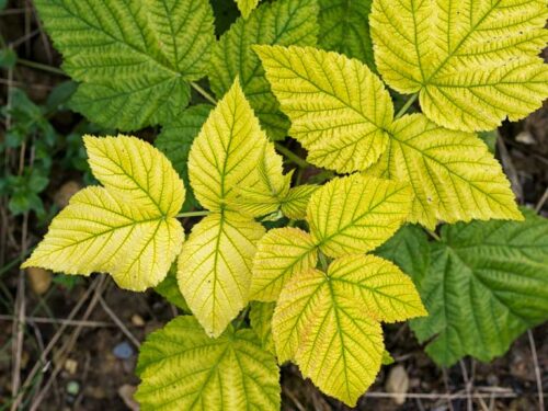 Top 10 Causes of Nitrogen Deficiency in Plants - Okra In My Garden