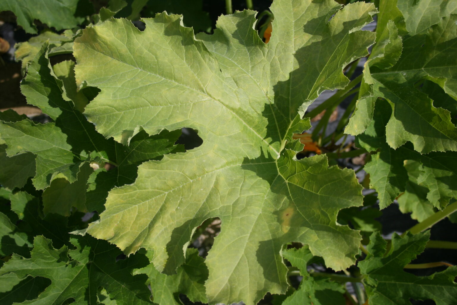 Top 10 Causes of Nitrogen Deficiency in Plants - Okra In My Garden