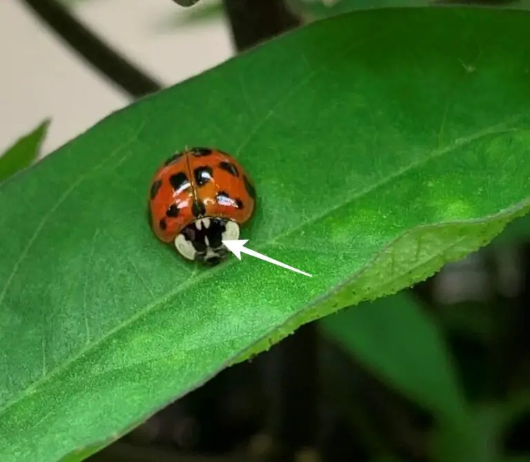 Ladybugs and Asian Beetles: How to Tell the Difference - Okra In My Garden