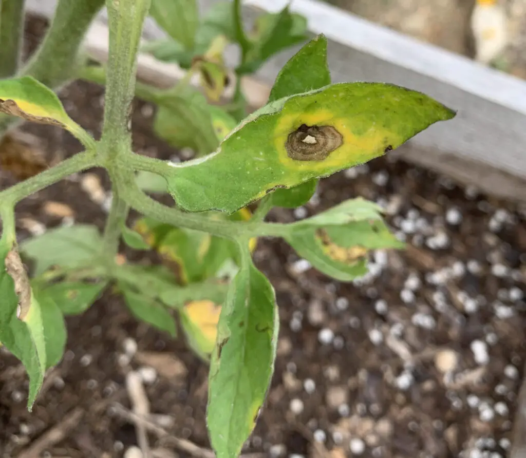 Early Blight in Tomatoes: How to Identify, Treat, and Prevent - Okra In ...