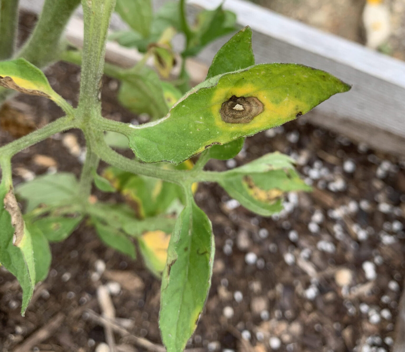 Early Blight in Tomatoes: How to Identify, Treat, and Prevent - Okra In ...