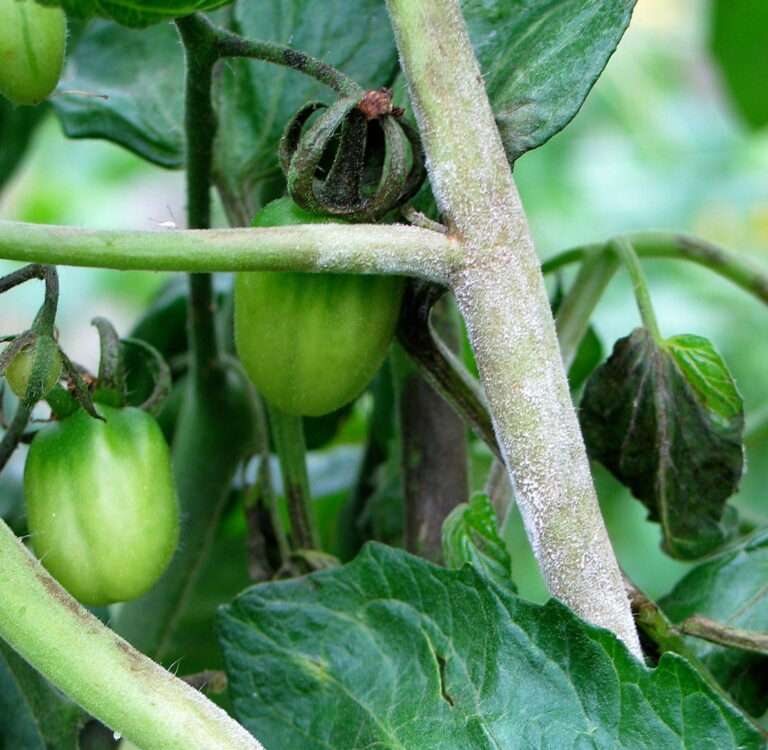 Late Blight in Tomatoes: How to Treat and Prevent - Okra In My Garden