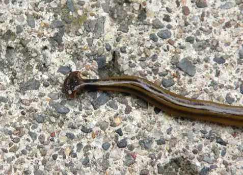 Hammerhead Worms: Important Info About This Toxic Flatworm - Okra In My ...