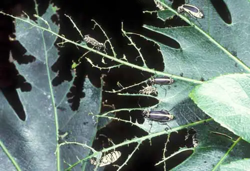 Blister Beetles: How to Identify and 8 Ways to Treat - Okra In My Garden