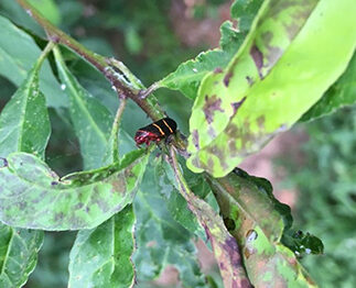 Two Lined Spittlebug: How to Treat and Prevent - Okra In My Garden
