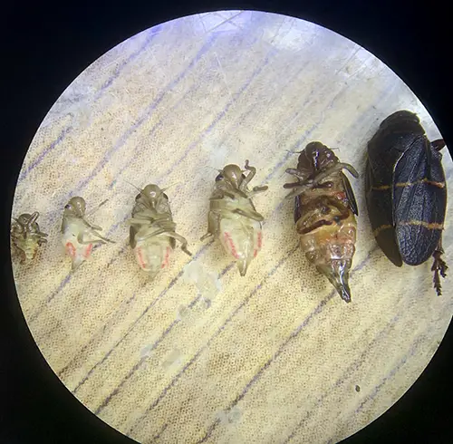 Two Lined Spittlebug: How to Treat and Prevent - Okra In My Garden