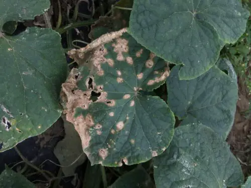 Cucumber Early Blight (Alternaria): How to Identify and Treat - Okra In ...