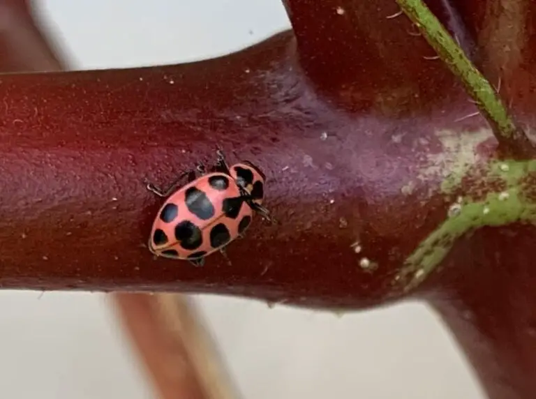 The Amazing Pink Ladybug: Everything You Need to Know - Okra In My Garden
