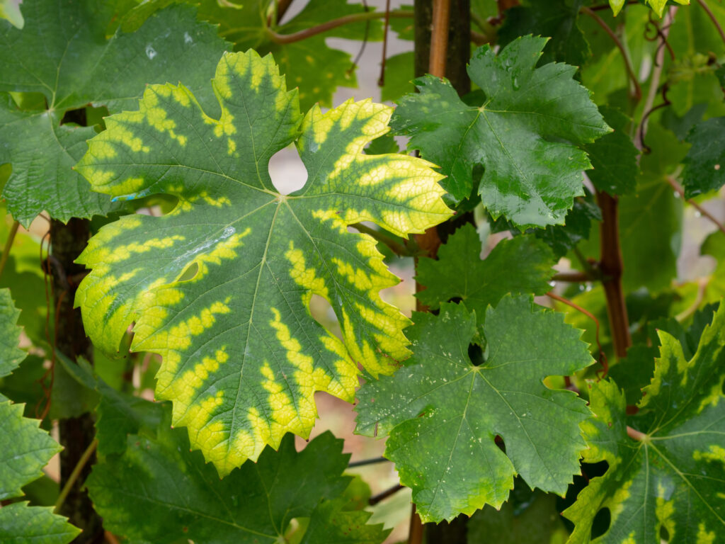 Magnesium Deficiency in Plants: What You Need to Know - Okra In My Garden