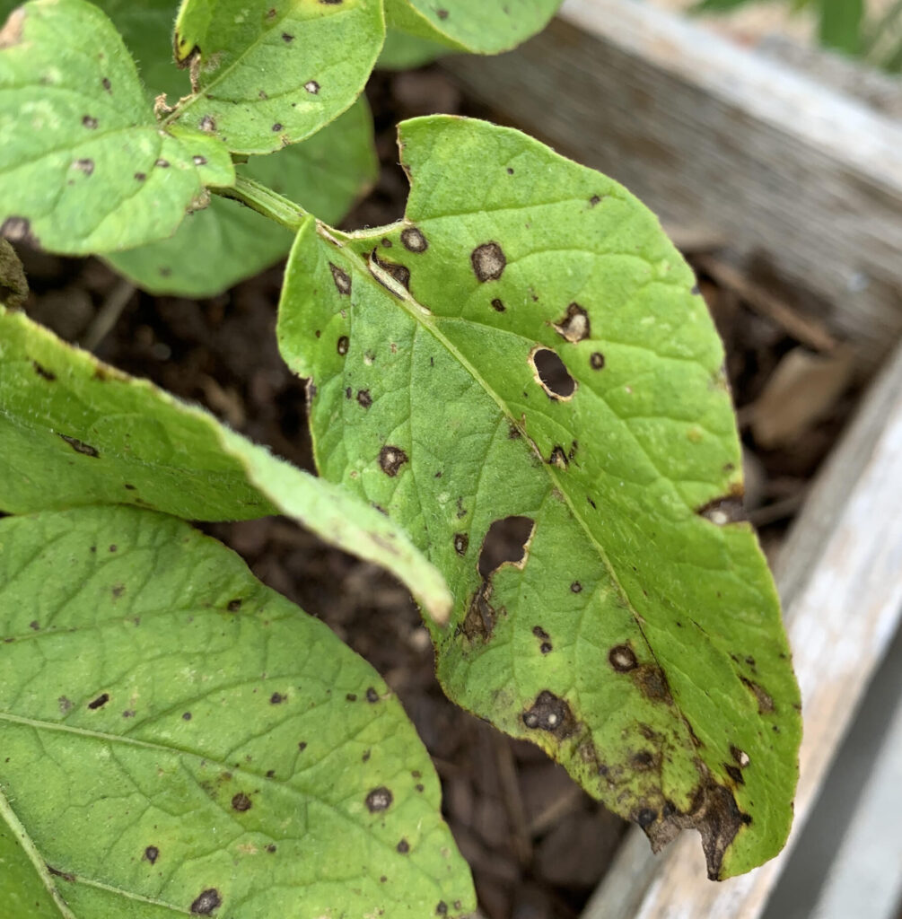 Septoria Leaf Spot in Potatoes: How to Treat and Prevent - Okra In My ...