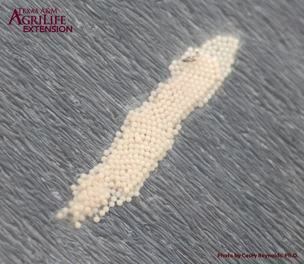 Destructive Armyworms: How to Identify and Eliminate - Okra In My Garden