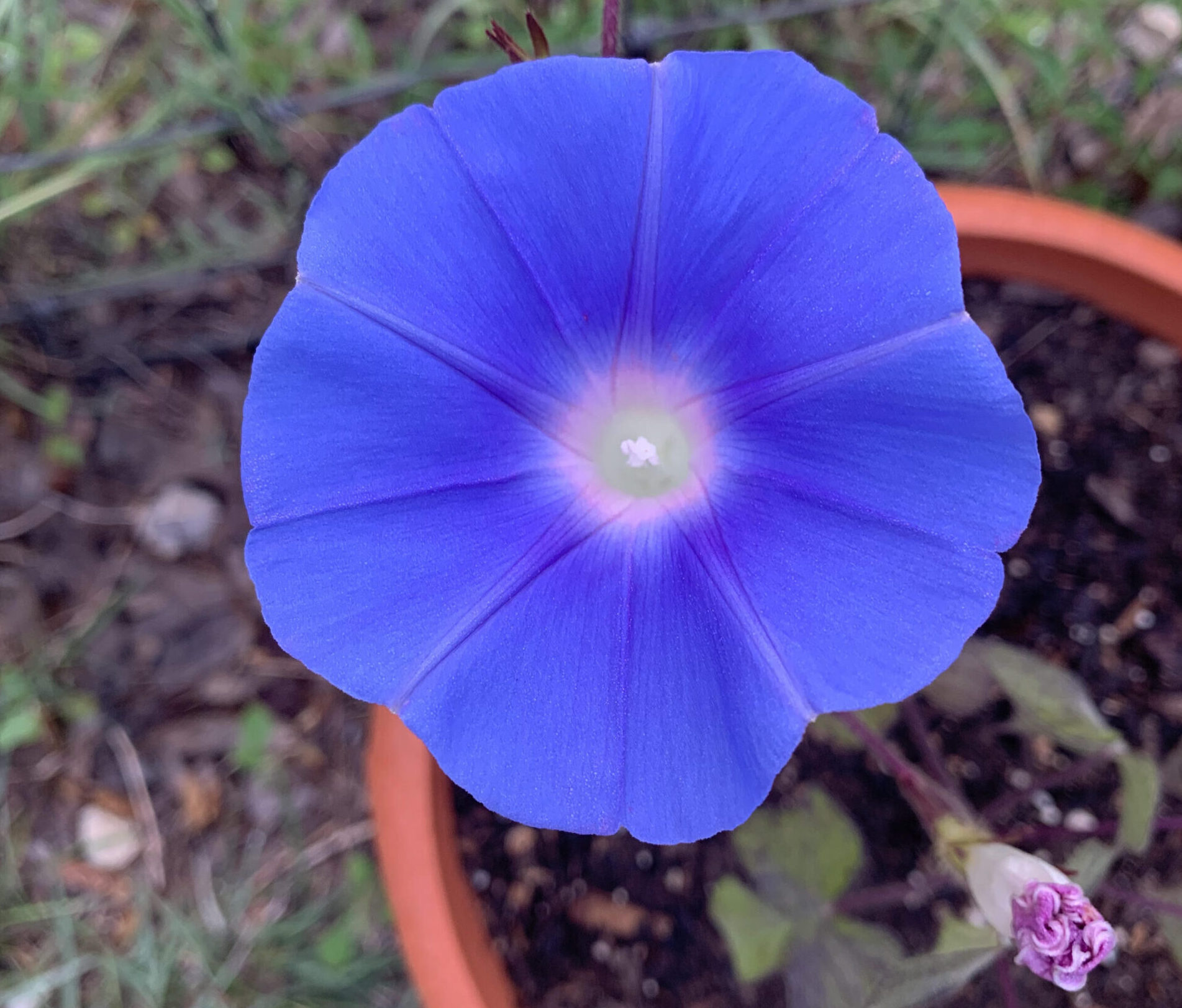 Morning Glories: Everything You Need to Know - Okra In My Garden
