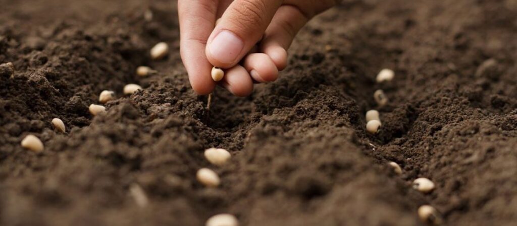 Starting Seeds Indoors vs Direct Sowing: Pros and Cons - Okra In My Garden