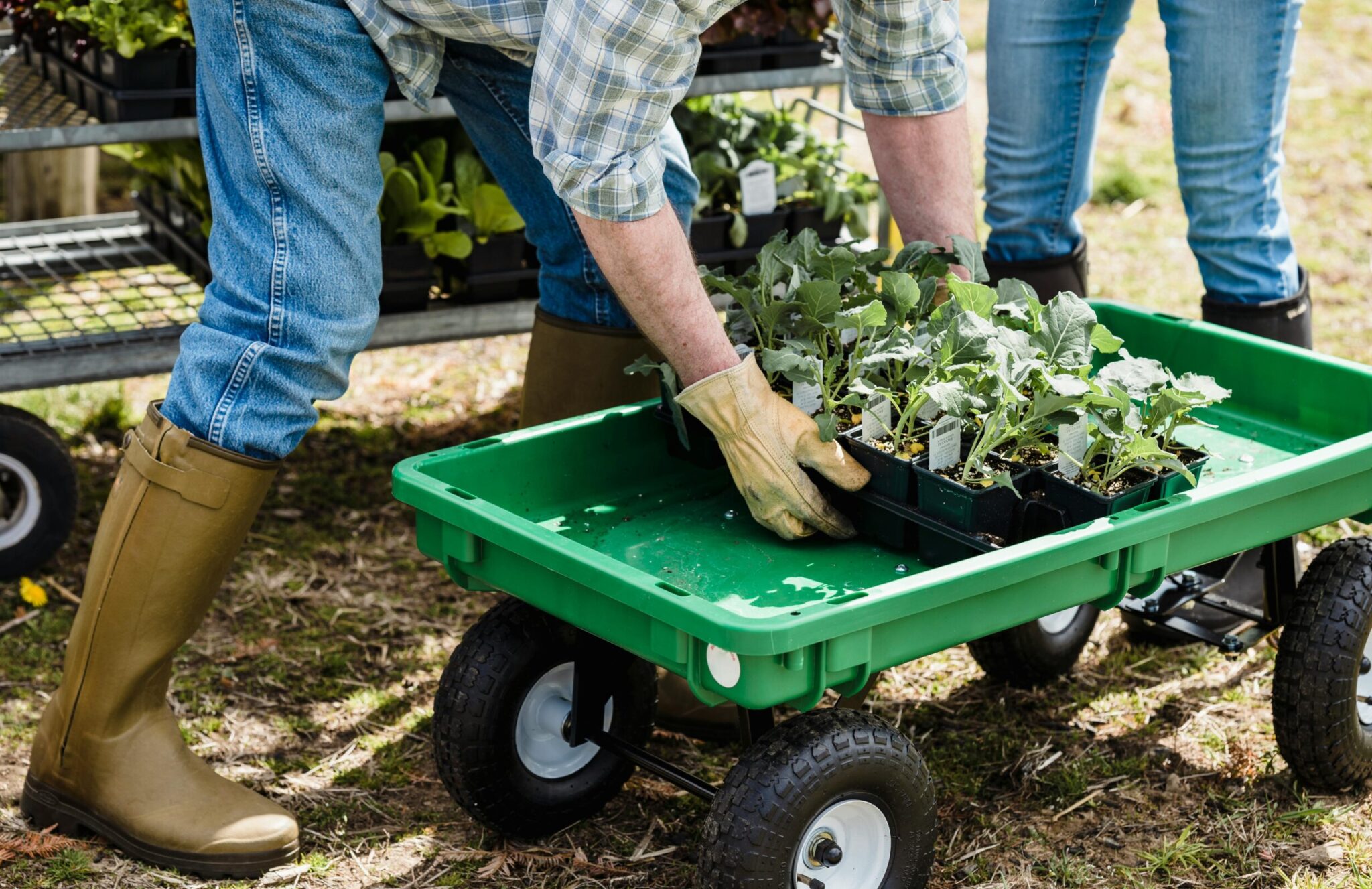 Transplant Shock in Plants: Easy Ways to Treat and Prevent - Okra In My ...